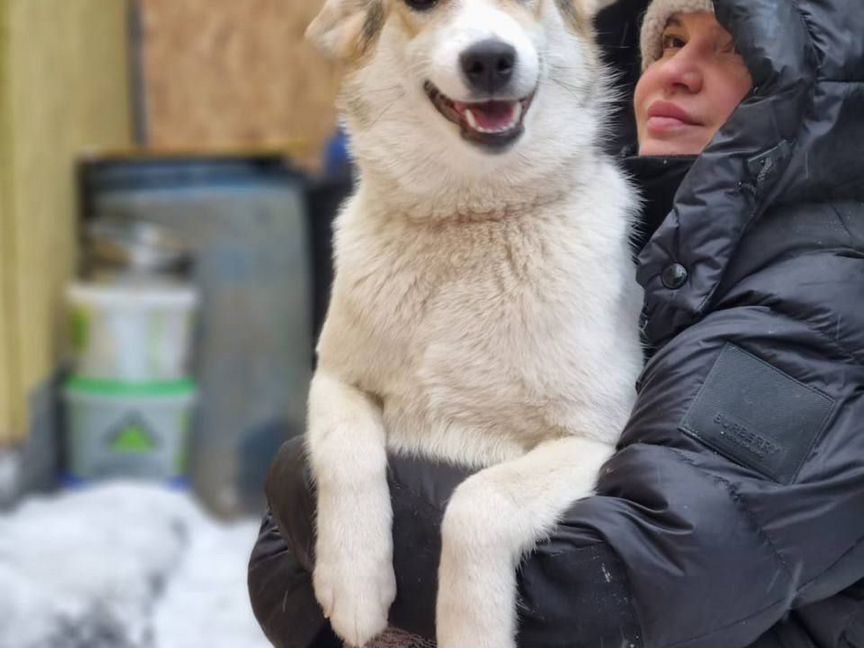 Собака в добрые руки отдам бесплатно
