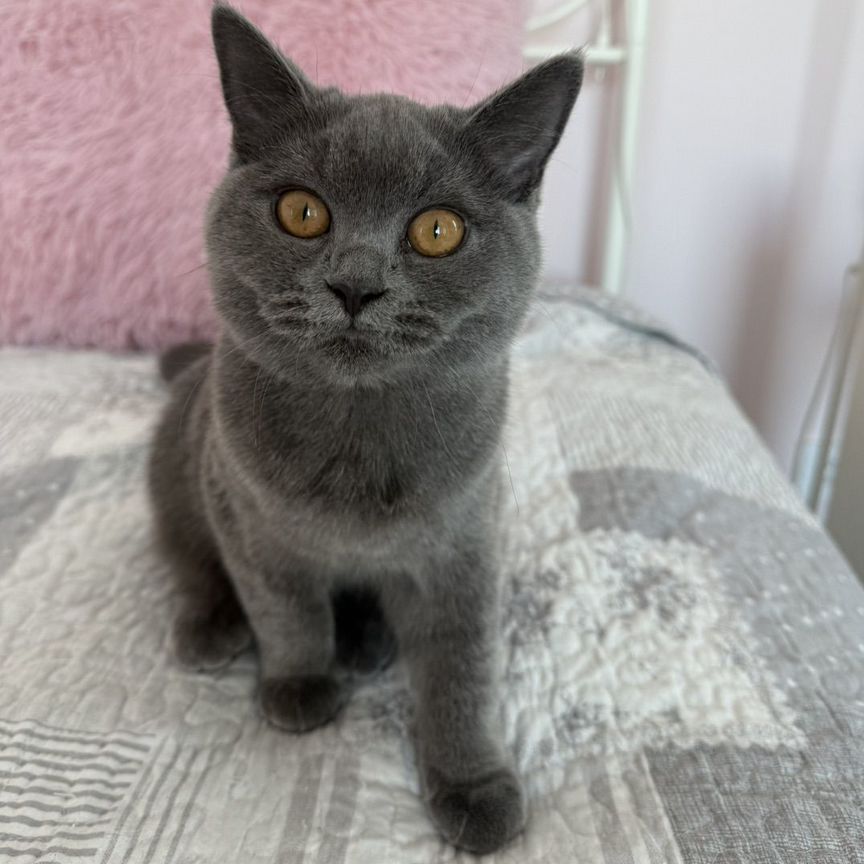 Британские котята