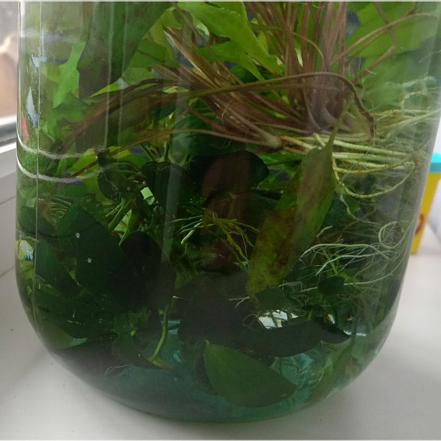 Аквариумные растения