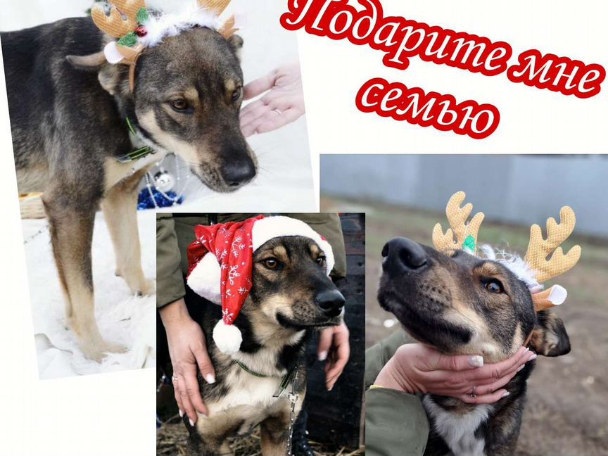 Собачка Найда ищет семью