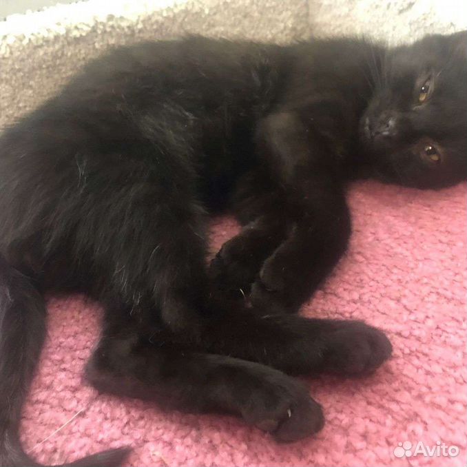 Котенок мальчик 3 мес. Лоточек на отлично