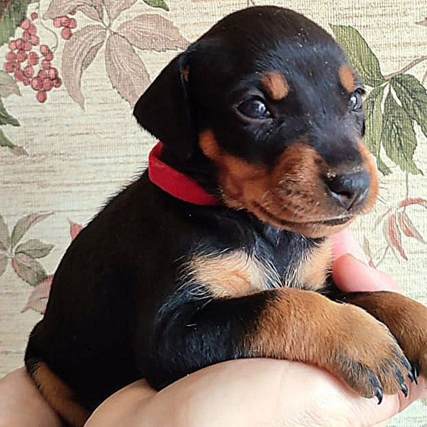 Немецкий пинчер, щенок