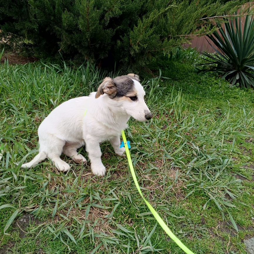 Маленькая собачка в добрые руки