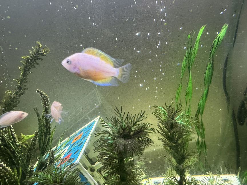 Цихлида фламинго