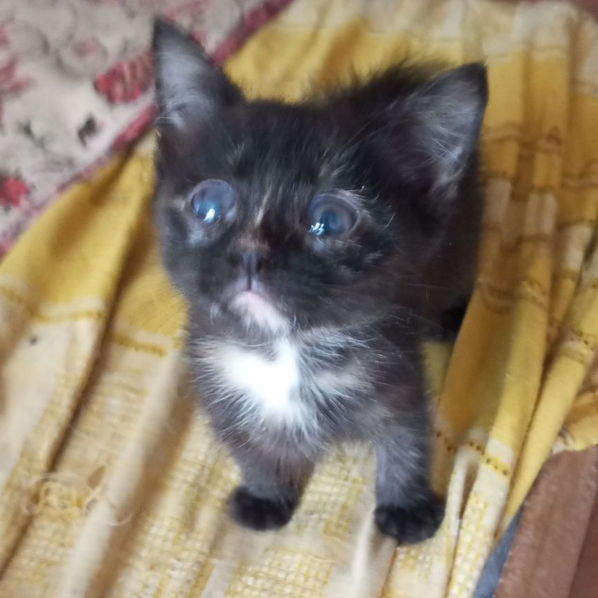 Котенок Глаша в дар