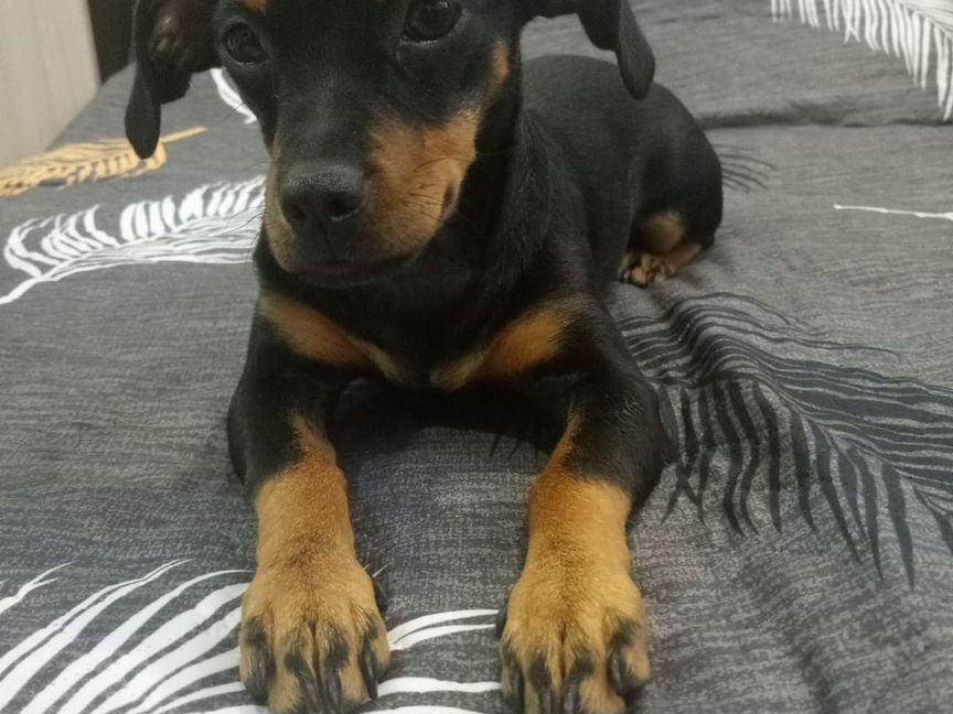 Потерялась маленькая собака