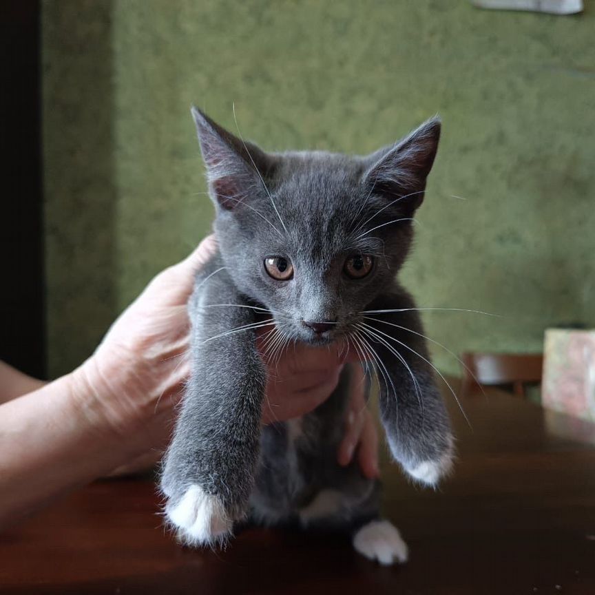 Котята