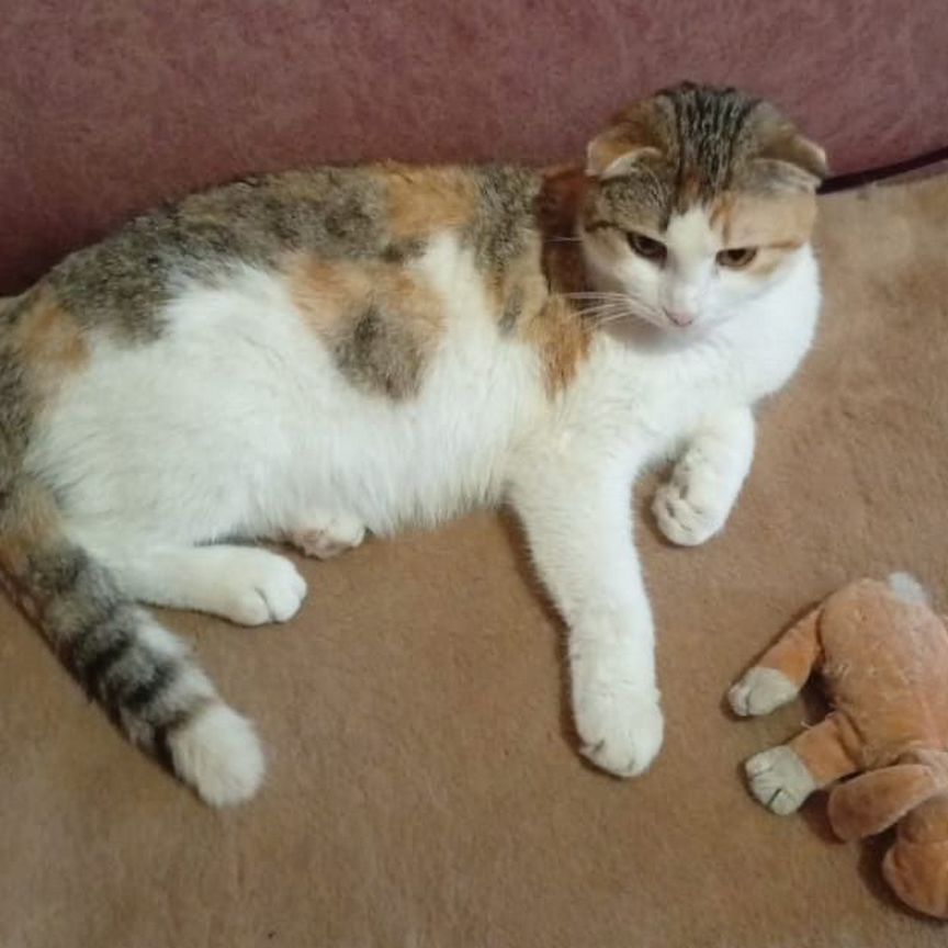 Трехцветная красавица ищет дом