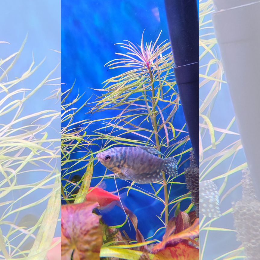 Гурами мраморный