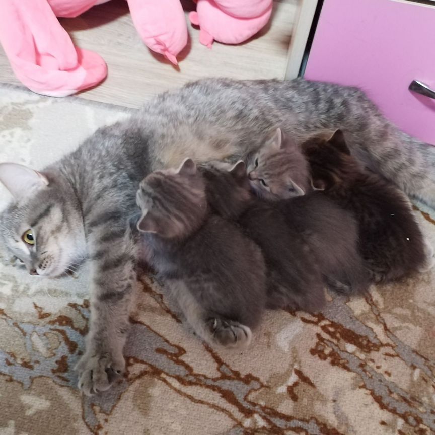 Шотландский вислоухий короткошёрстный котёнок