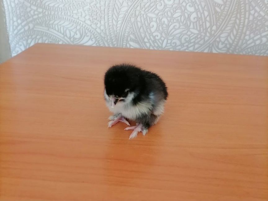 Продам суточных цыплят