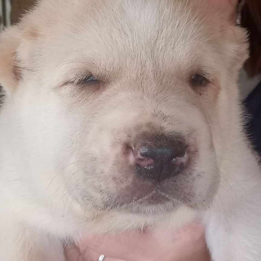 Продаются щенки сао