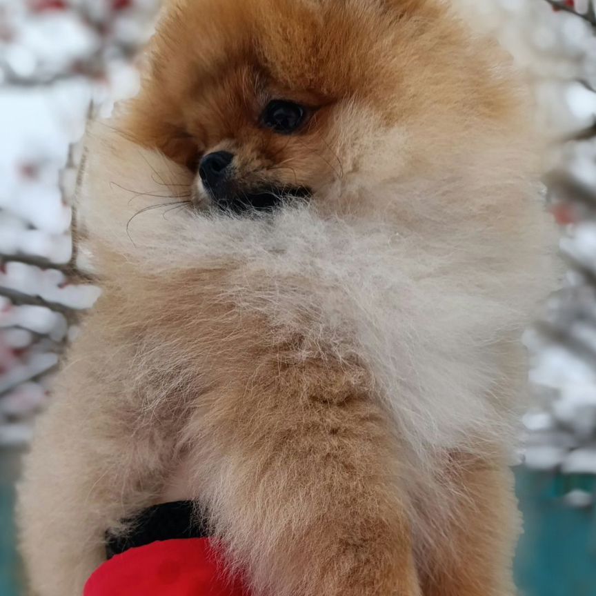 Померанский шпиц