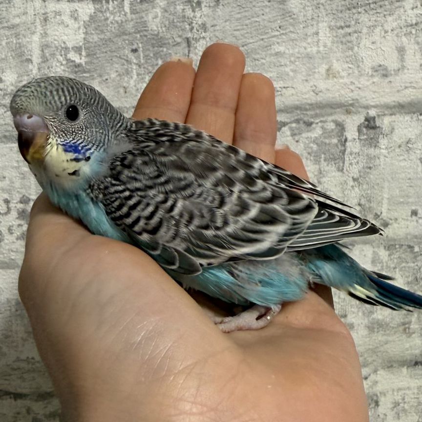 Птенцы волнистый попугай ручной москва