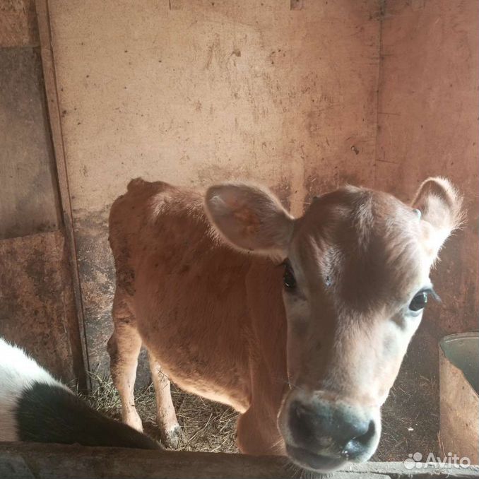 Бычок 3 месяца