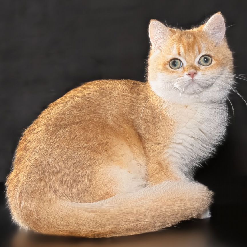 Британский короткошёрстный котёнок