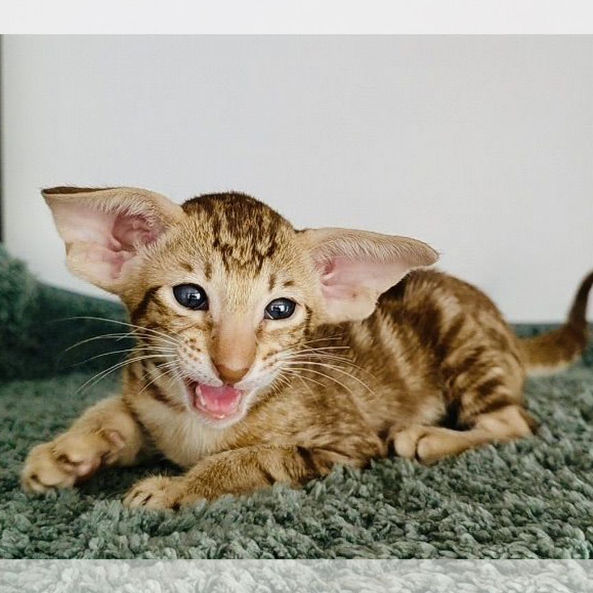 Ориентальный котёнок