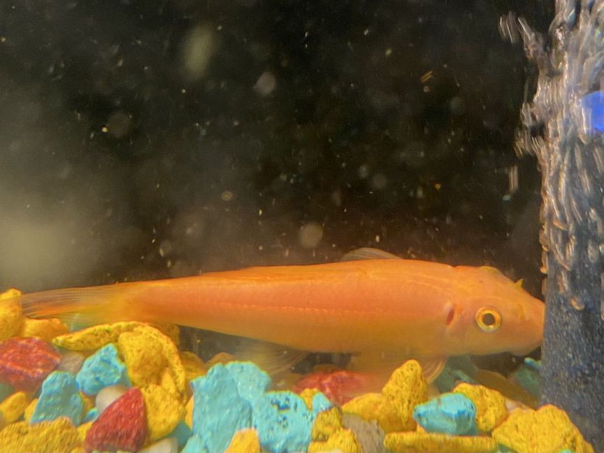 Рыба гиринохейлус золотой