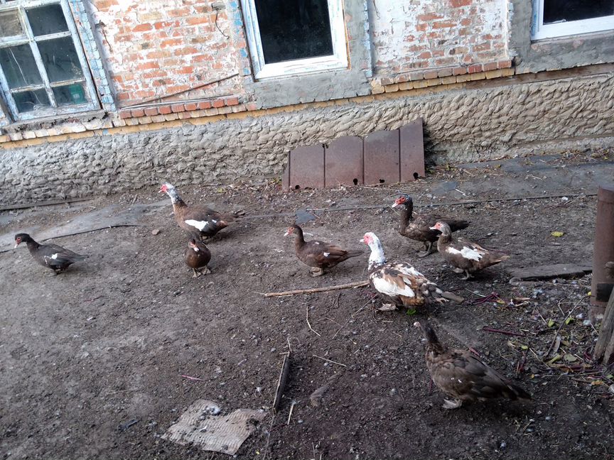 Утки