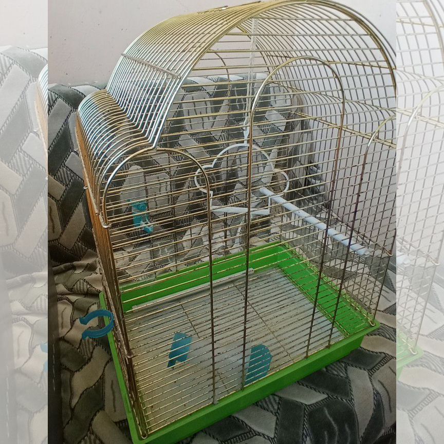 Попугай и других животных
