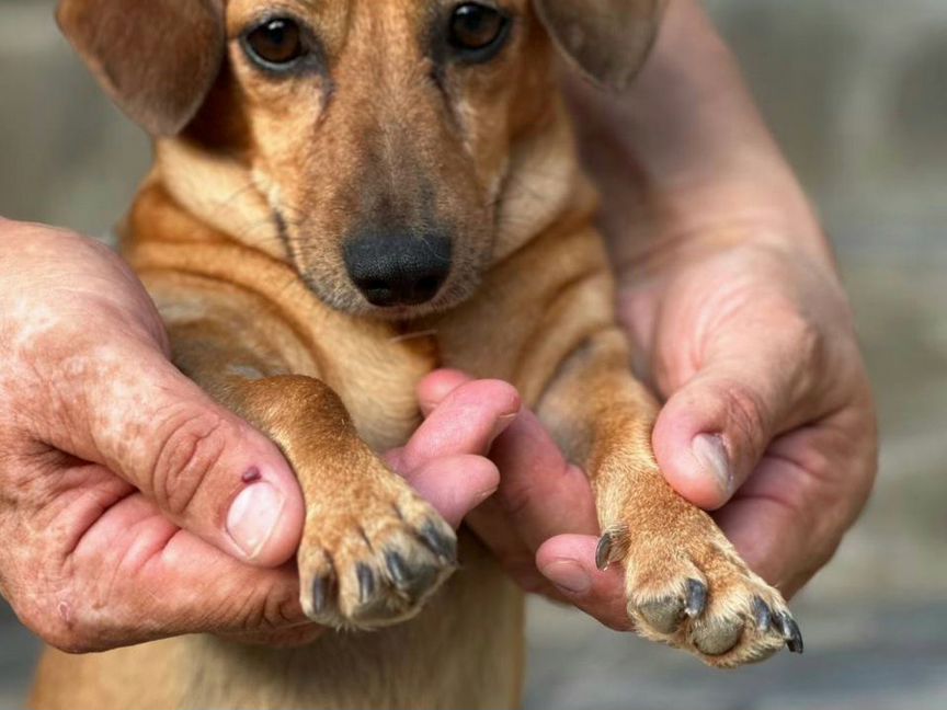 Маленькая собачка, похожа на таксу, в добрые руки