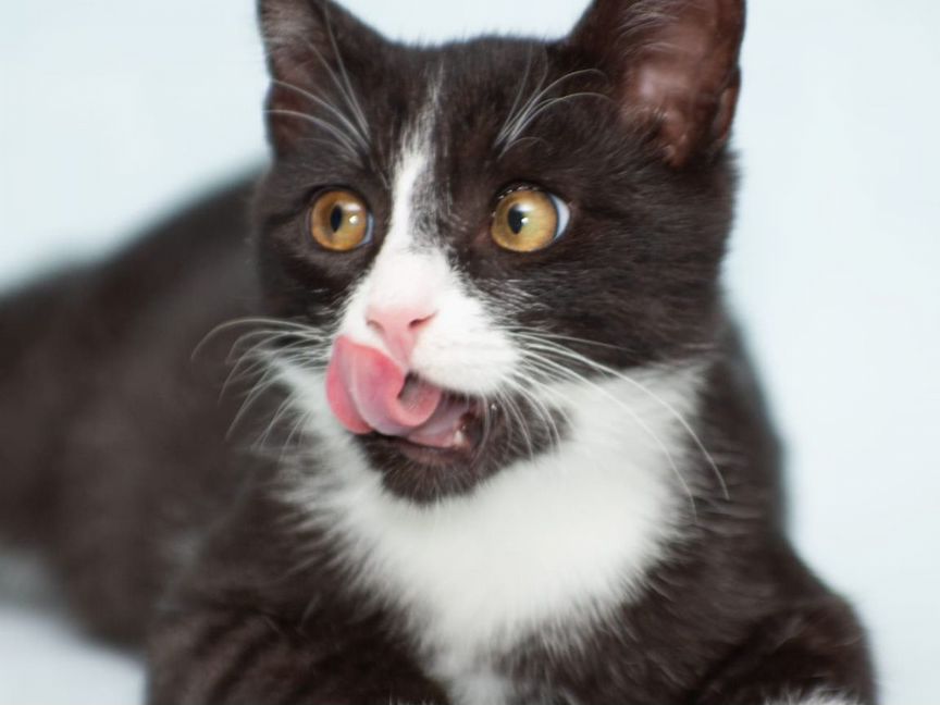 Котенок Мишаня