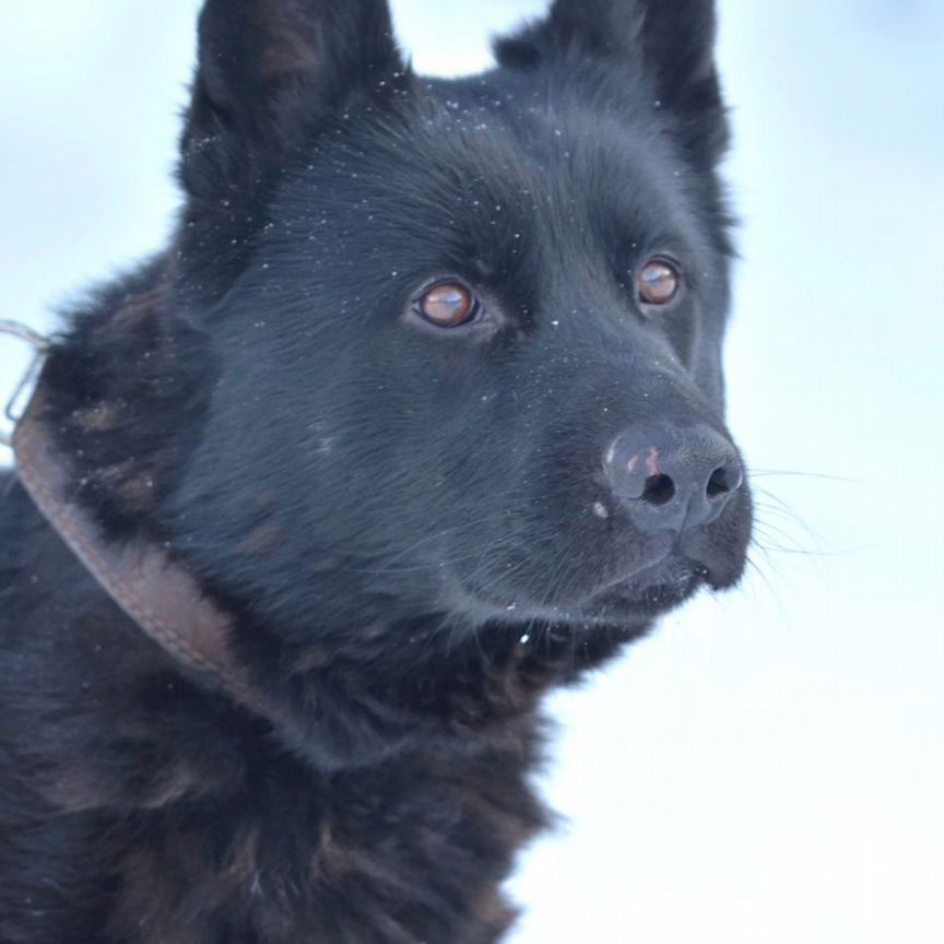 Сараби-Оливия