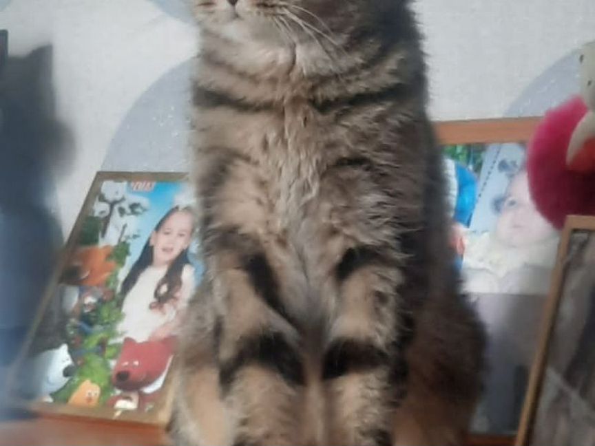Британская кошка Люся