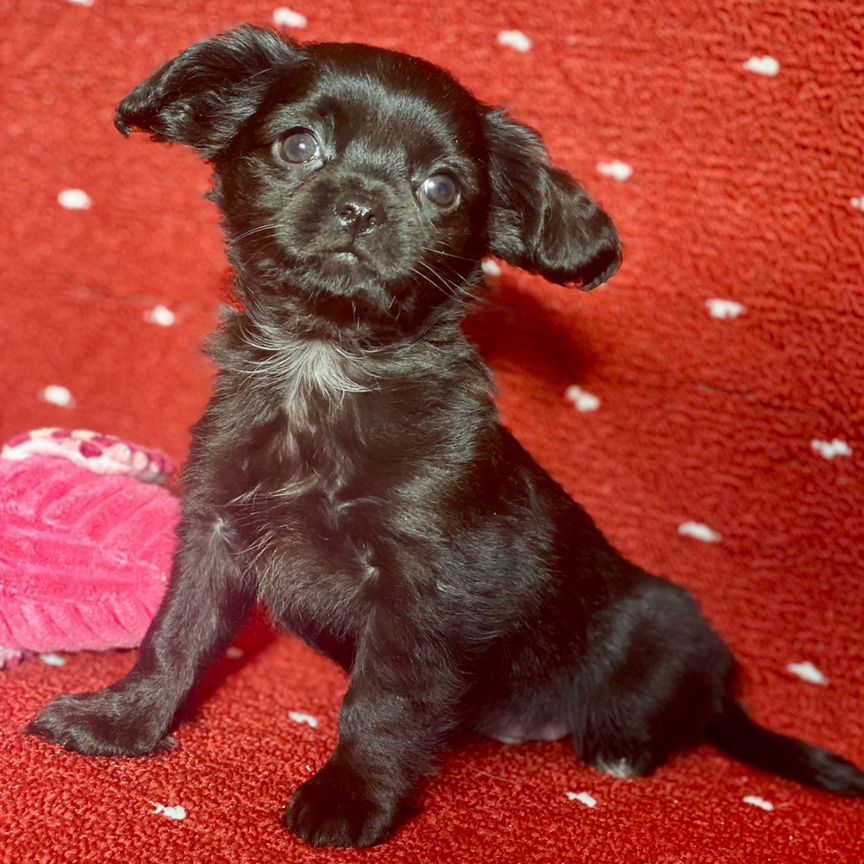 Маленькие щеночки