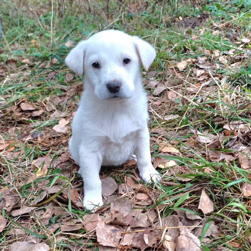 Белоснежка и её сестрички