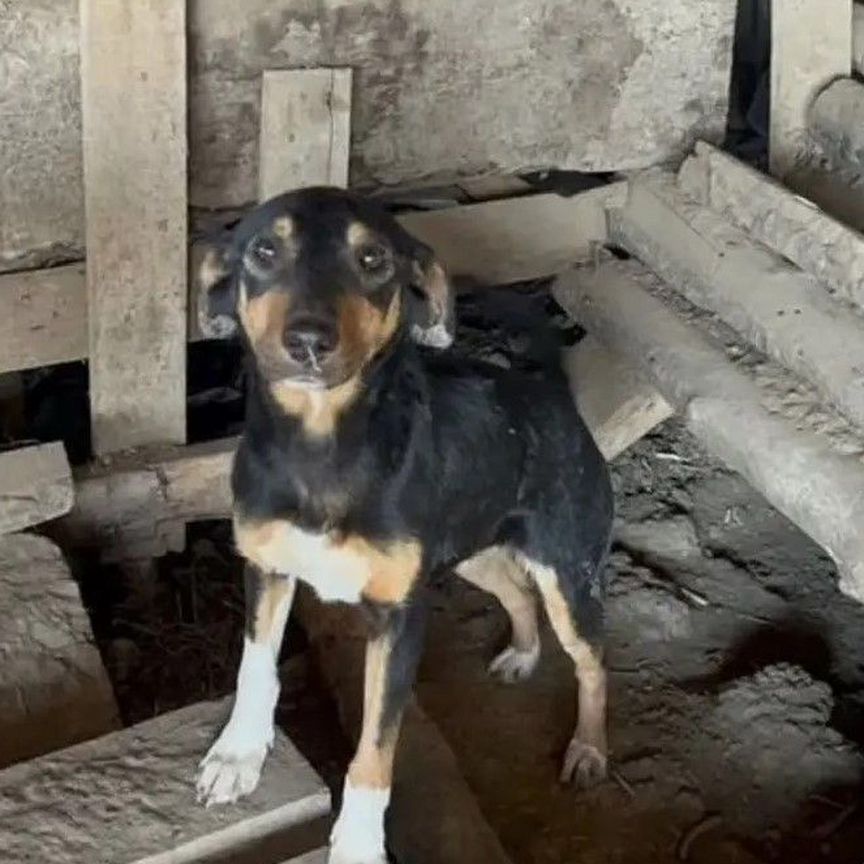 Щенок в добрые руки