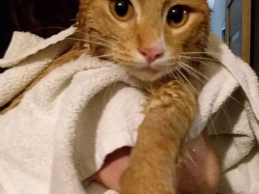 Котик Солнышко в самые добрые руки
