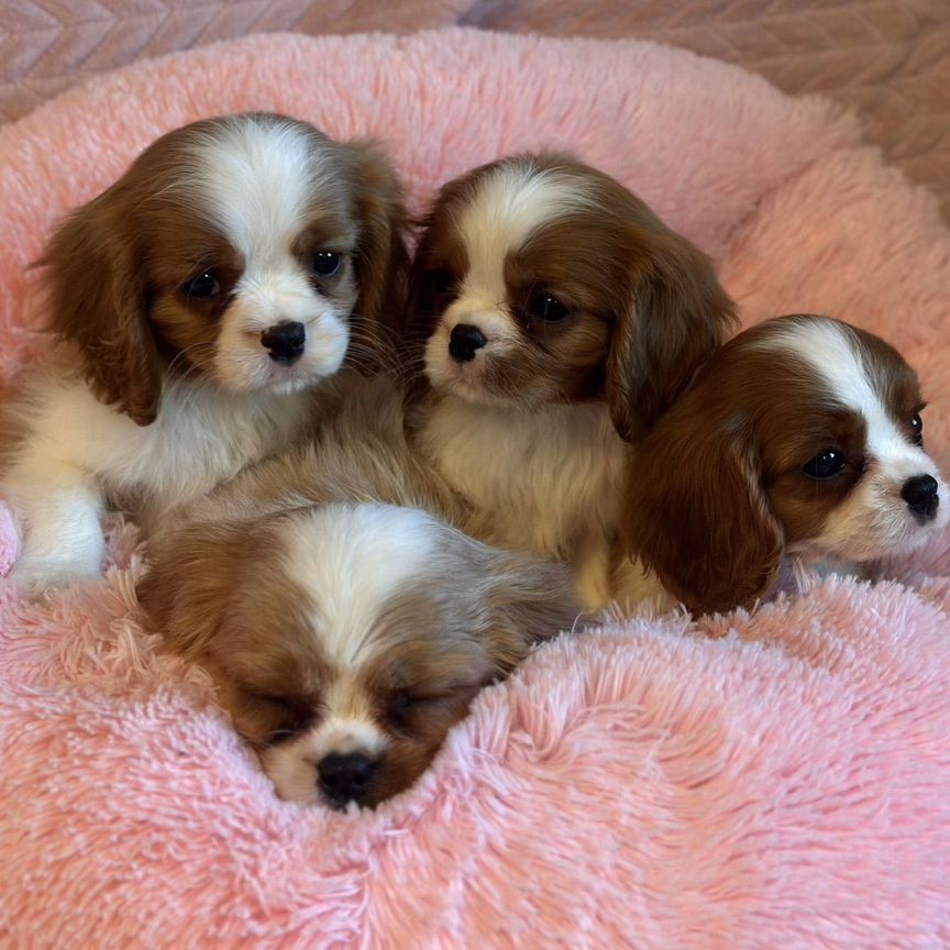 Кавалер кинг-чарльз-спаниель, щенок