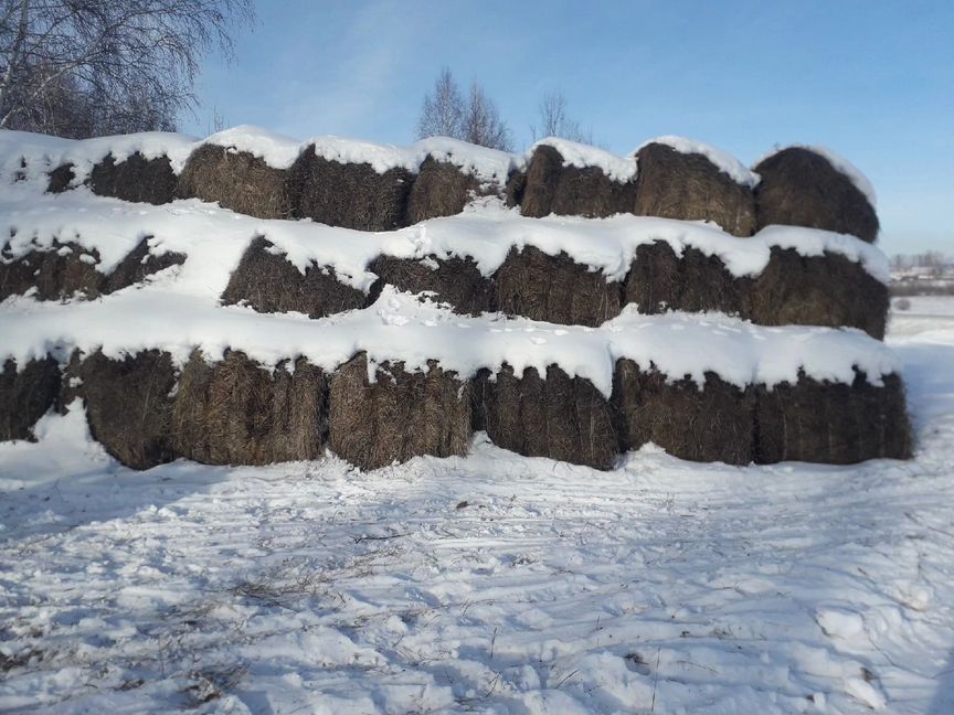 Продам сено в рулонах обмен на с/х животных