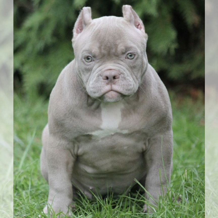 Американский булли, щенок