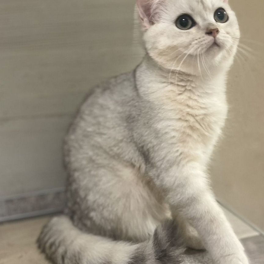 Британские котята, мальчик