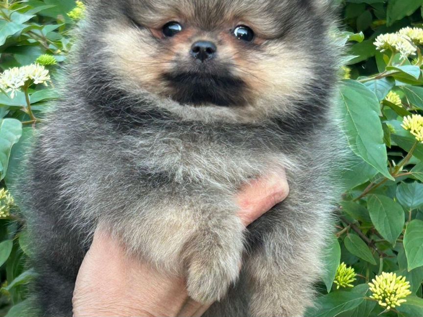 Щенки шпица