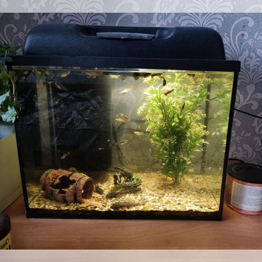 Аквариум с рыбками