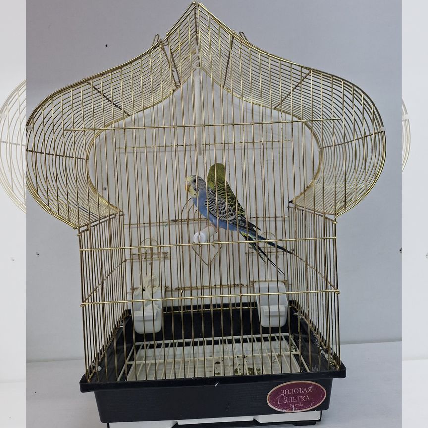 Волнистый попугай с клеткой