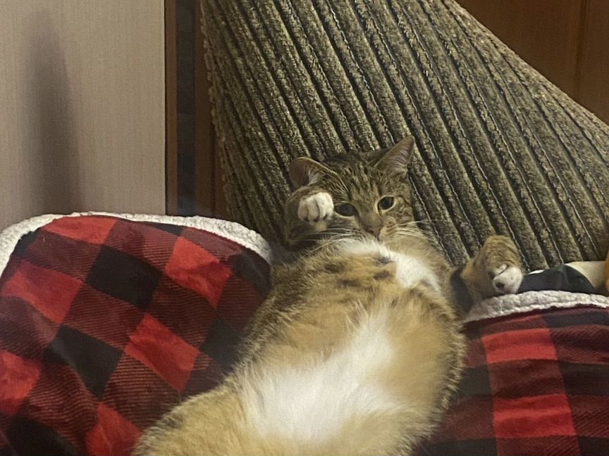 Котик Эль
