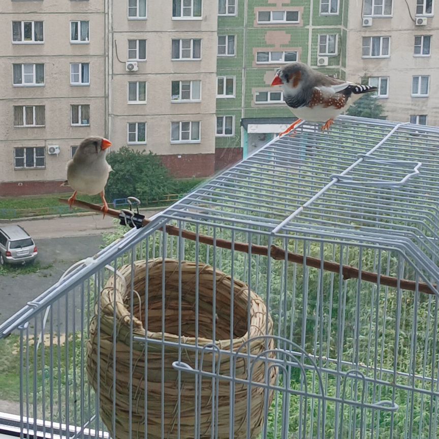 Амадины