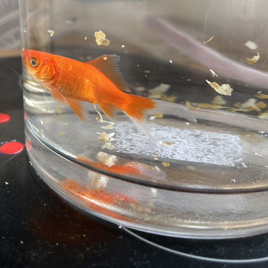 Золотая рыбка