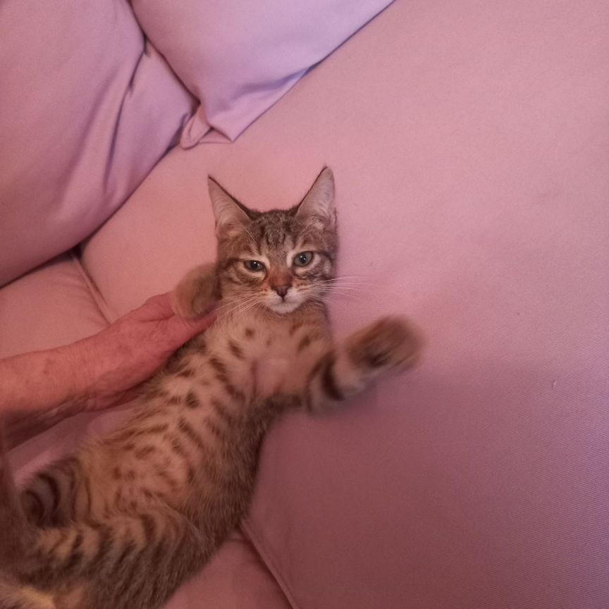 Рысенку нужен дом