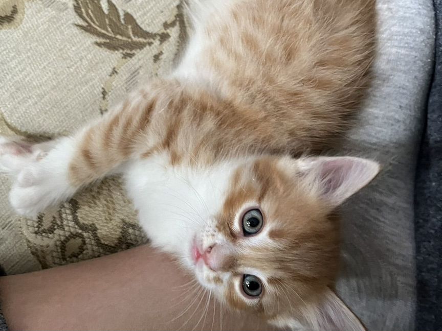 Рыжий котенок