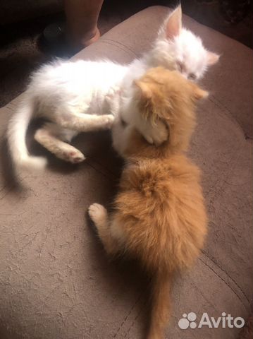 Котята 2 месяца, рыжий-мальчик, белая-девочка