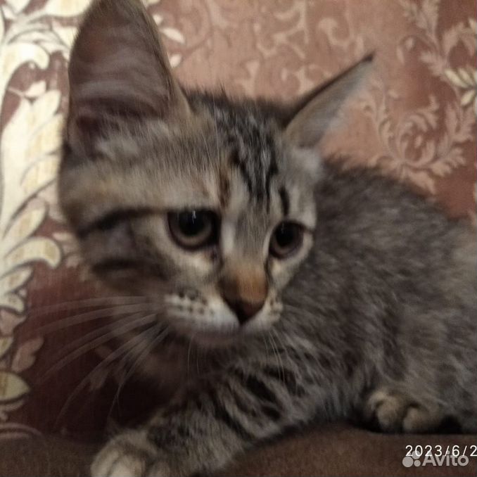 Котята метисы майнкуна (1/2ч) и шотландки