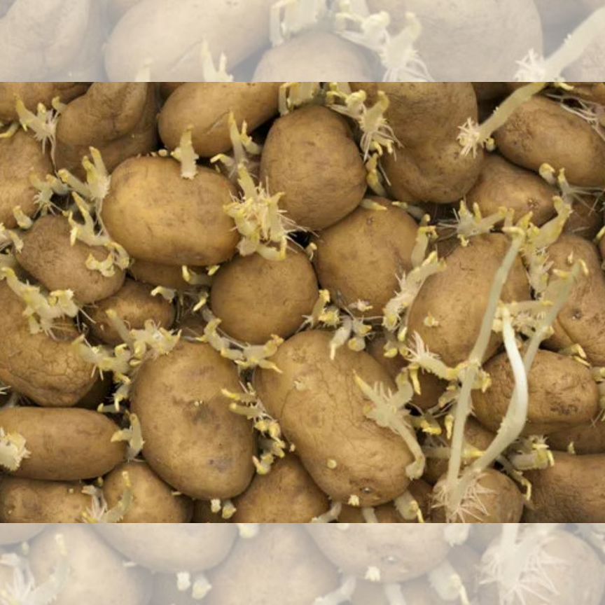 Картофель на корм животным