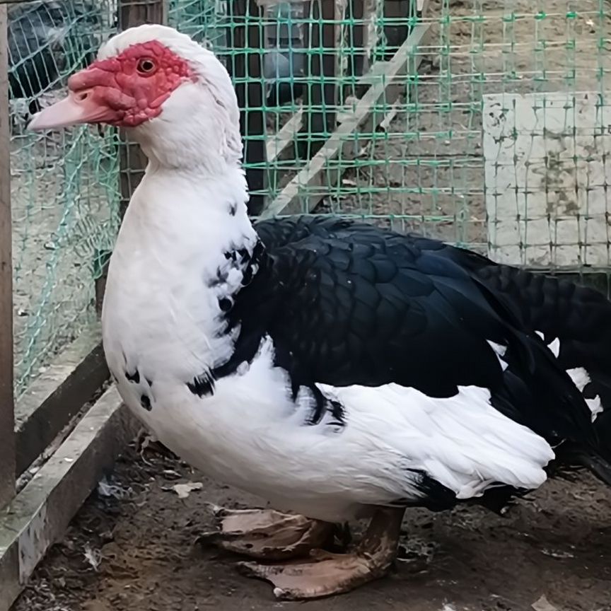 Самец индоутки