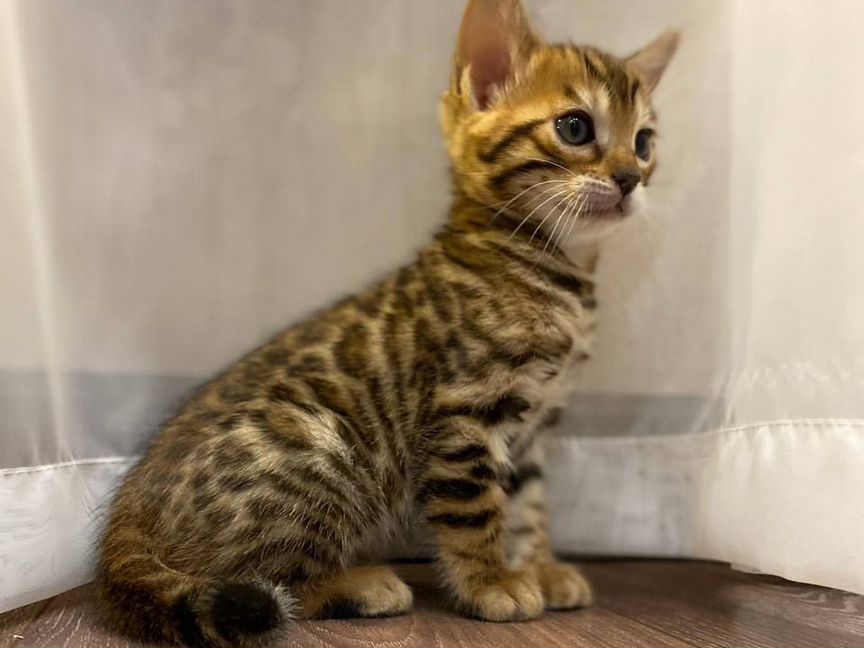 Бенгальские котята