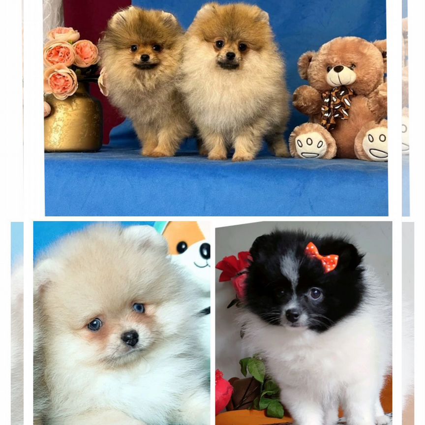 Шпицы от питомника чемпионов